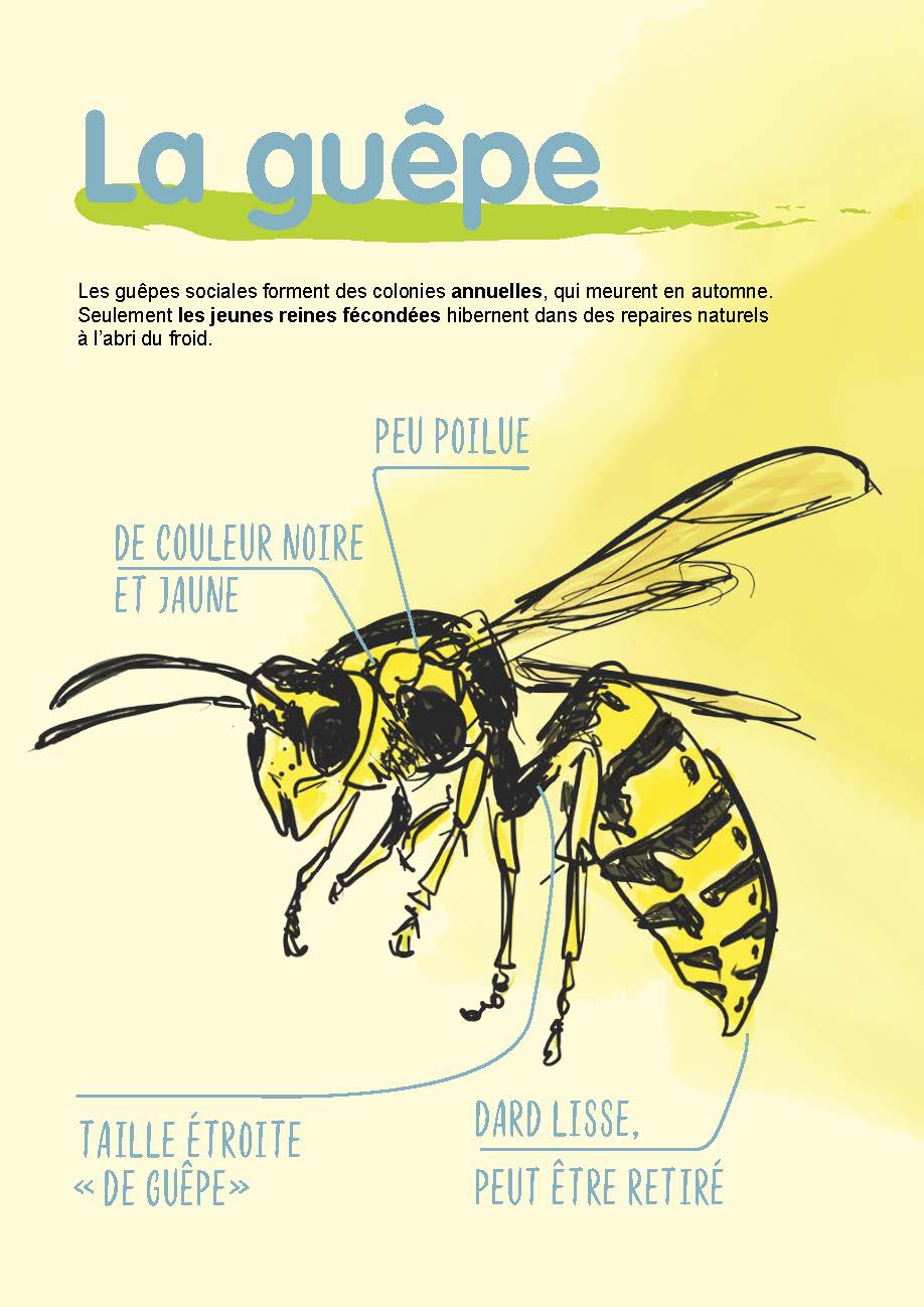 Elimination de guêpes - Informations utiles - Corps grand-ducal d ...